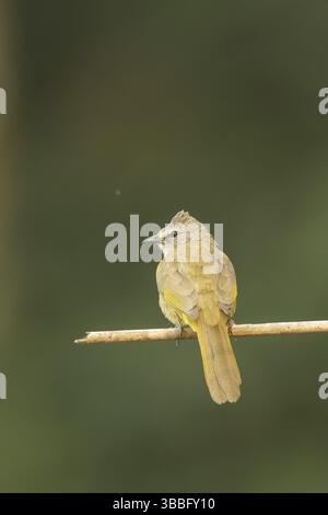 Flavescent Bulbul (Pycnonotus flavescens), Kaeng Krachan, Thailand ...