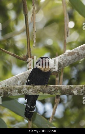Dusky Broadbill (Corydon sumatranus), Fraser's Hill, Malaysia, Asia ...