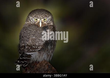 Pygmy owl sitting on Spruce branch Stock Photo - Alamy