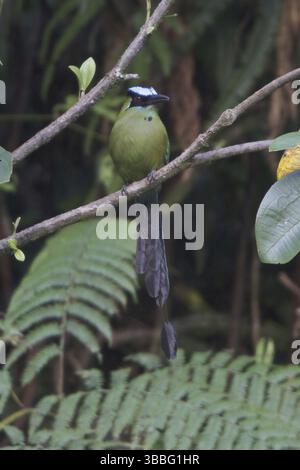Andean motmot (Momotus aequatorialis), Manu National Park, Peruvian ...