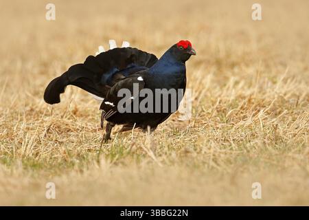 Lekking nice bird Black Grouse, Tetrao tetrix, in marshland, Sweden ...