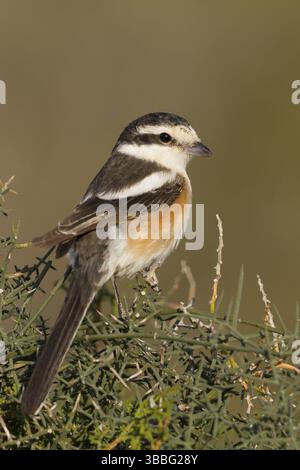 Masked Shrike - Maskenwuerger - Lanius nubicus, Turkey, adult male ...