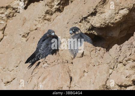 Sooty Falcon (Falco concolor) juveniles at nest, Eilat, Israel, Asia ...