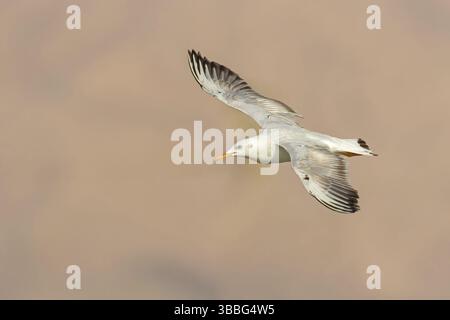 Duennschnabelmoewe, Slender-billed Gull, Larus genei, Goeland railleur ...