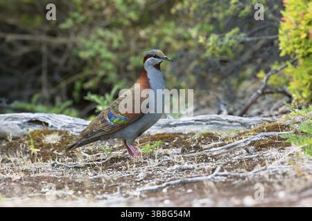 Brush Bronzewing (Phaps elegans) male, Victoria, Australia, Oceania ...