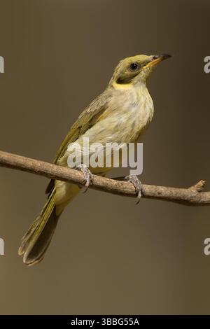 Grey-fronted Honeyeater, Ptilotula plumula (Ptilotula plumula), sitting ...