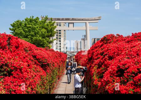 Crimson Kirishima azaleas in full bloom along Nagaoka Tenmangu ...