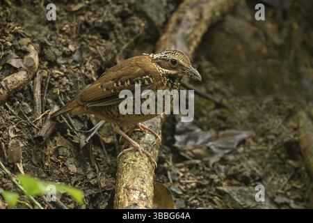 Eared Pitta (Hydrornis phayrei) female, Kaeng Krachan, Thailand, Asia ...