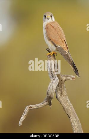 Nankeen Kestrel (Falco cenchroides), South-western Australia, Australia ...