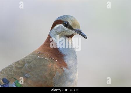 Brush Bronzewing (Phaps elegans) male, Victoria, Australia Stock Photo ...