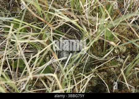 common redshank (Tringa totanus), nest with four eggs in grass, Germany ...