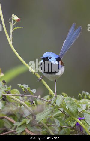 Variegated Fairywren (Malurus lamberti) male, Queensland, Australia ...