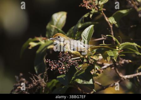Bar-throated Minla (Minla strigula), Doi Inthanon, Thailand, Asia Stock ...