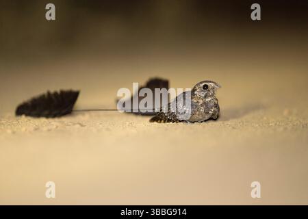 Standard-winged Nightjar (Caprimulgus longipennis) female, Gambia ...