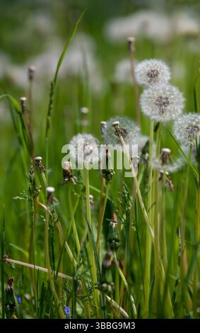july fluff in the grass Stock Photo - Alamy