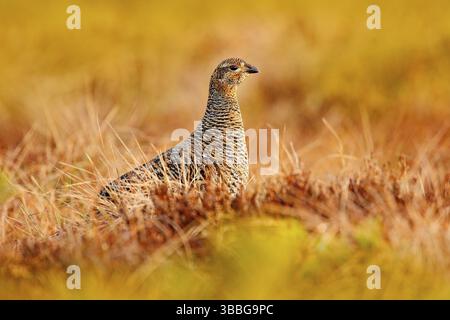 Black grouse on the bog meadow. Lekking nice bird Grouse, Tetrao tetrix ...