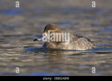 Redhead (Aythya americana) female, Ohio, USA, North America Stock Photo ...