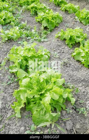 vegetable organic of lettuce in the garden Stock Photo - Alamy