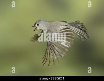 Tufted titmouse (Baeolophus bicolor) flying, isolated on white ...