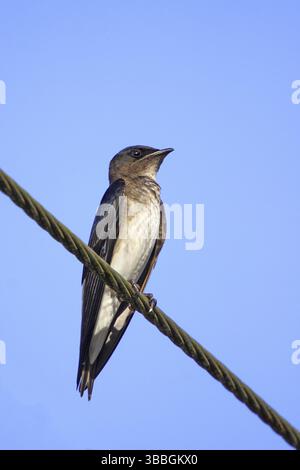 Gray-breasted Martin Progne chalybea Roca Blanco, San Blas, Nayarit ...