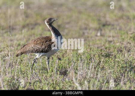 Ludwig's Bustard (Neotis ludwigii), Northern Cape, South Africa, Africa ...