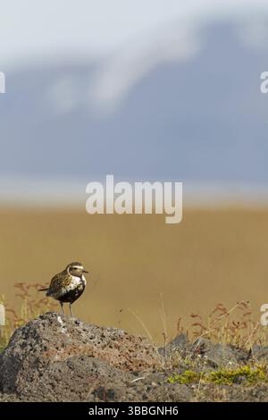 European golden plovers, Pluvialis apricaria, - flock in flight in ...