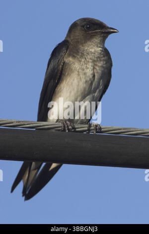 grey-breasted martin (Progne chalybea), perching on a wire rope, side ...