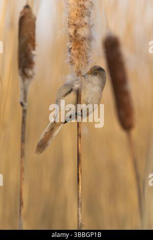 Eastern Bearded Reedling (Panurus biarmicus russicus), Kazakhstan ...