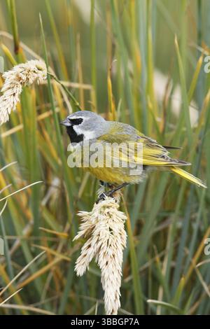 Black-throated finch Melanodera melanodera, male, perched on exposed ...