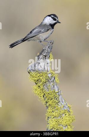 Mountain Chickadee (Poecile gambeli) Aves Stock Photo - Alamy