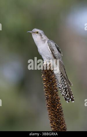 Pallid cuckoo (Heteroscenes pallidus, Cacomantis pallidus, Cuculus ...