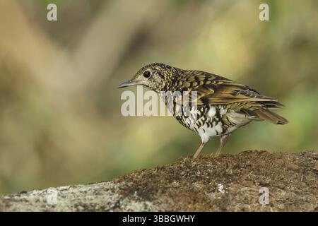 Scaly Thrush (Zoothera dauma) female, Doi Ang Khang, Thailand, Asia ...