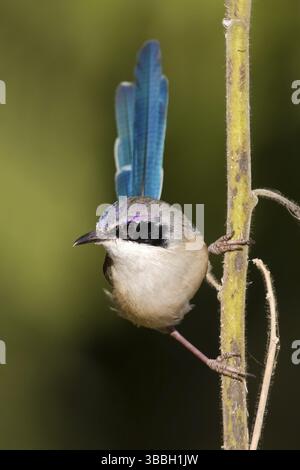 Male Purple-crowned fairywren (Malurus coronatus) wren in breeding ...