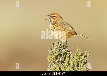 Rufous Fieldwren (Calamanthus campestris winiam), Victoria, Australia ...