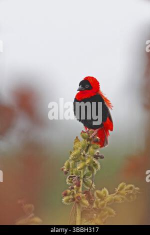 Northern red bishop or orange bishop, Euplectes franciscanus, red black ...