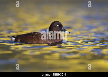 Hardhead (Aythya australis), Australia, Oceania Stock Photo - Alamy
