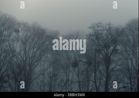 Treetops in the fog. Atmospheric shot of a trees enshrouded in fog ...