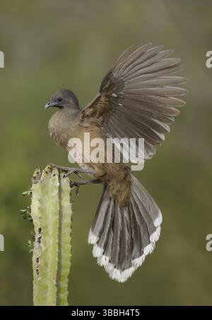 Plain chachalacas, Ortalis vetula, perched in tree in winter, Texas ...