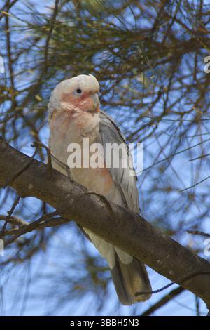 Hybrid: Galah x Little Corella (Eolophus roseicapilla x Cacatua ...