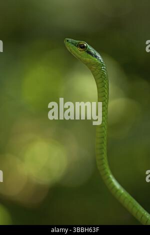 Parrot snake, Satiny Parrot Snake, Leptophis depressirostris, Tropical ...