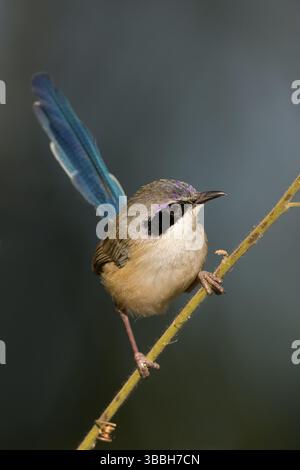 Male Purple-crowned fairywren (Malurus coronatus) wren in breeding ...