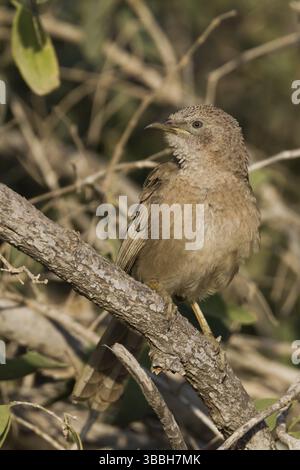 Arabian Babbler (Turdoides squamiceps), Oman, Asia Stock Photo - Alamy