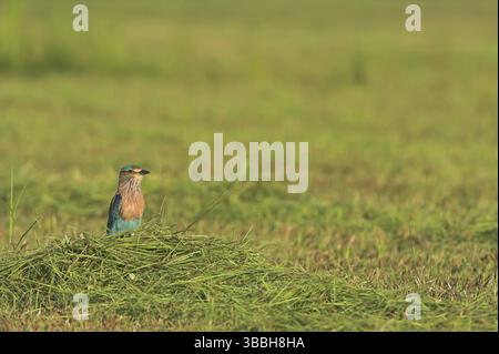 Indian Roller (Coracias benghalensis), Oman, Asia Stock Photo - Alamy