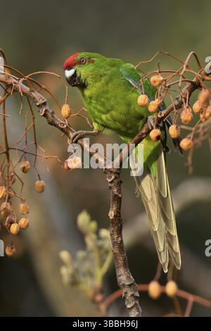 Norfolk Parakeet (Cyanoramphus cookii) feeding on fruits in a tree ...