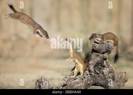 A Weasel Jumping a Log Stock Photo - Alamy
