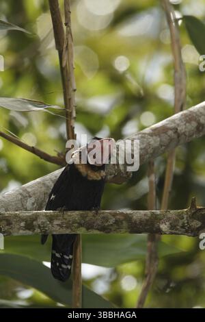 Dusky Broadbill (Corydon sumatranus), Fraser's Hill, Malaysia, Asia ...
