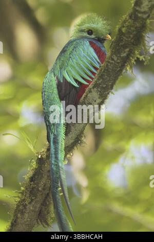 Quetzal (Pharomachrus mocinno), Trogons (Trogonidae), Central Mountain ...