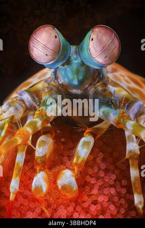 Clown-Fangschreckenkrebs, Odontodactylus scyllarus Peacock Mantis ...