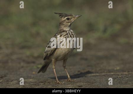 Malabar Lark (Galerida malabarica), Goa, India, Asia Stock Photo - Alamy