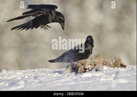 Northern Raven (Corvus corax), Norway, Europe Stock Photo - Alamy